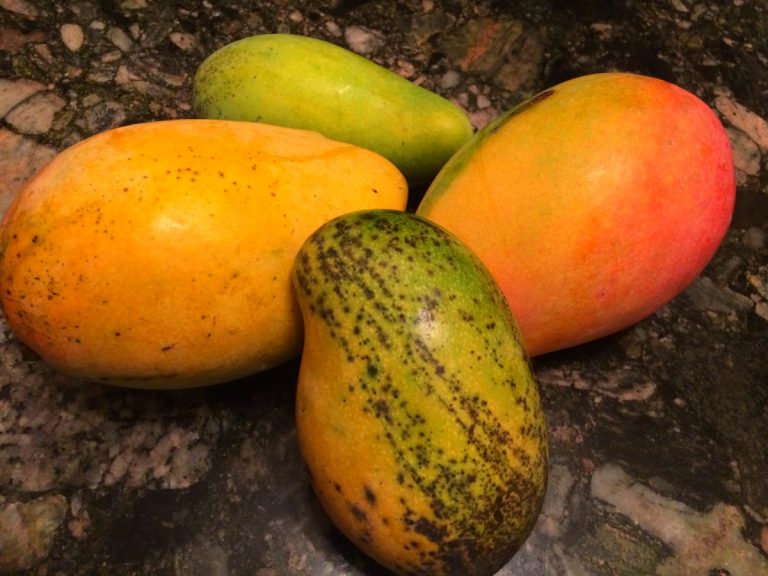 20 Jamaican Mango Names You May Not Know About