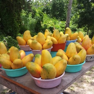 New York to Get it's First Shipment of East Indian & Julie Mangoes from ...