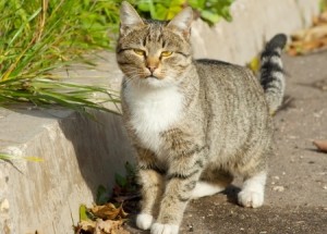 Jamaican Jokes: The Jamaican Cat - Jamaicans and Jamaica - Jamaicans.com