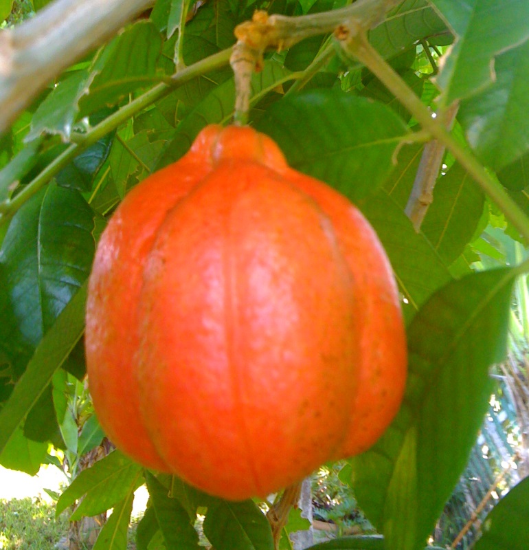 Facts on Jamaica: How Much Do You Know About Ackee ? - Jamaicans and ...