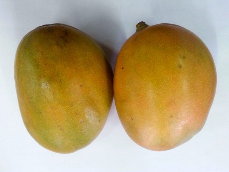 The 5 Mango Pedigrees That Only a Jamaican Can Relate To !!! Do You ...