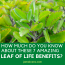 How Much do you Know About These 7 Amazing Leaf of Life Benefits ...